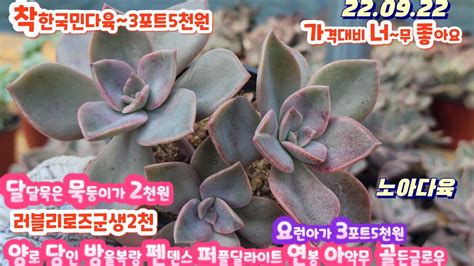 노아다육1탄2천원짤 3포트5천원배합토마사러블리로즈퍼플딜라이트홍용월덴트라쨈펜덴스아메치스연봉방울복랑골든글로우러우렉스에그리원펜지살구미인금 Youtube