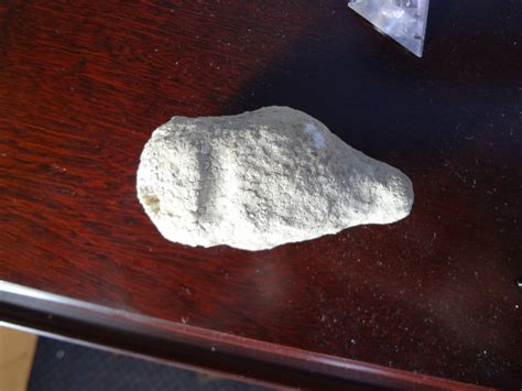 Sponge Member Collections The Fossil Forum