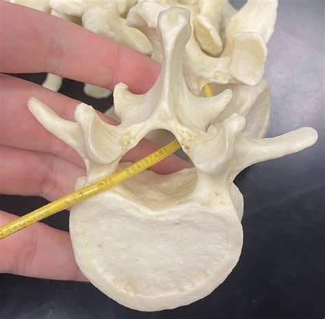 Lab Axial Skeleton Pt Diagram Quizlet