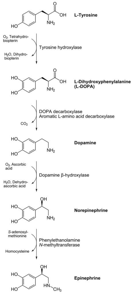 Catecholamines Function Synthesis Metabolism Test And Catecholamine Levels