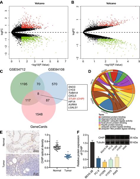 chip expression in nsclc tissues and cells a volcano map of
