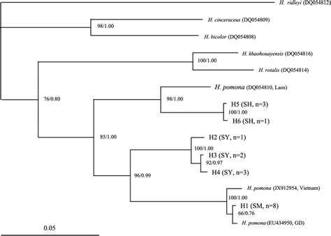 —the Maximum Likelihood Ml And Bayesian Analysis Bi Trees Based On