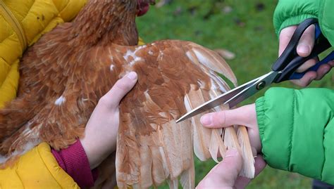 How High Can Chickens Fly With Clipped Wings Thank Chickens