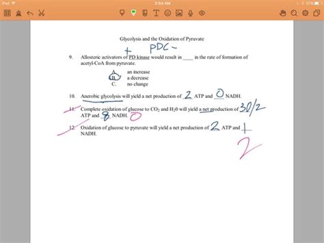 Glucose Metabolism Flashcards Quizlet