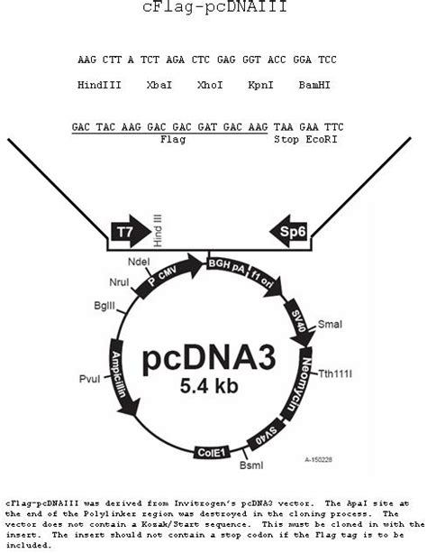 Addgene C Flag Pcdna3