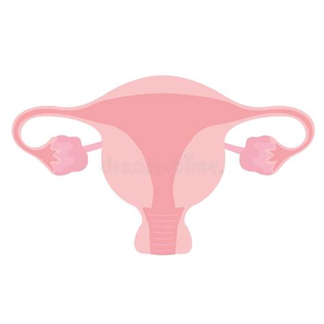Uterus With Appendages Ovaries Vector Illustration Stock Vector