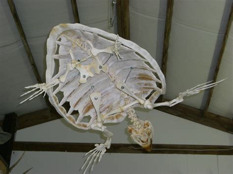 Turtle Shell Fragment With Spike Peace River Formation Fossil ID The Fossil Forum