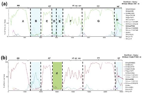 bootscan analyses of the new sivmus whole genome sequences versus other