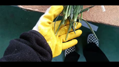 스카디 생화 인터넷꽃도매시장 생화택배 생화도매 인터넷꽃시장 인터넷꽃도매 장미대량구매 꽃 꽃다발 꽃도매 꽃시장 부산꽃시장 김해꽃시장 꽃쇼핑몰 김해꽃 부산꽃 꽃싸게사는법