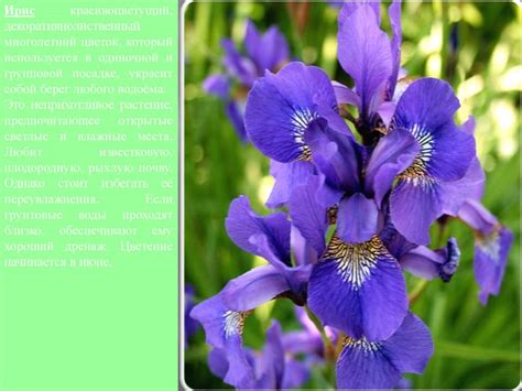 Растительный мир Дальнего Востока презентация онлайн