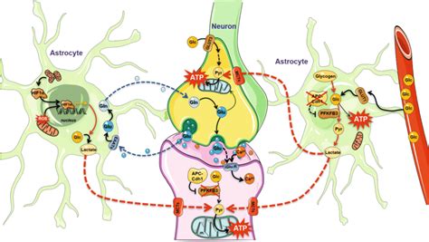 Neuron Astrocyte Metabolic And Bioenergetic Coupling Glucose Glc
