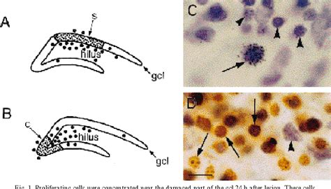 Structure Of Dentate Gyrus Semantic Scholar