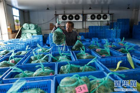 江苏兴化大闸蟹喜迎丰收 新华网江苏频道
