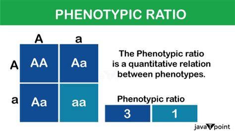 Phenotype Ratio Monohybrid Cross An Overview Sciencedirect Topics