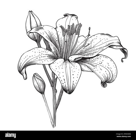 Lily Flower Hand Drawn Sketch Vector Illustration Stock Vector Image Art Alamy