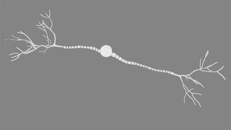 Pseudounipolar Neuron 3d Turbosquid 2292551