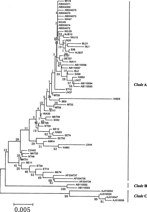 Phylogenetic Tree Constructed From The Neighbor Joining Method Using
