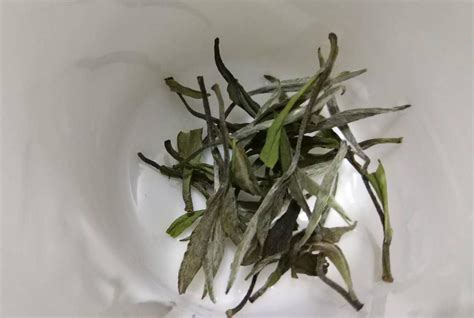 白茶起源