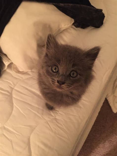 My Perfect Neb Queen R Nebelung