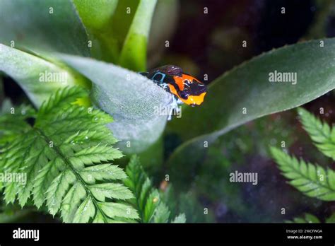 A Captive Bred Male Ranitomeya Benedicta A Species Of Poison Dart