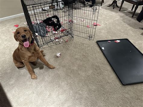 Houdini 2 0 😳🤔 R Goldenretrievers