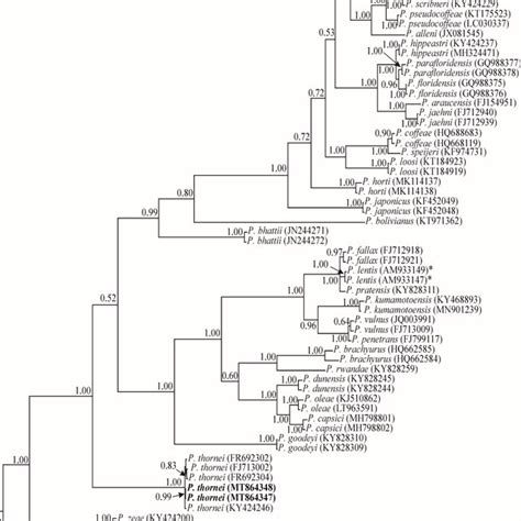 Bayesian 50 Majority Rule Consensus Tree Inferred From Analysis Of Download Scientific