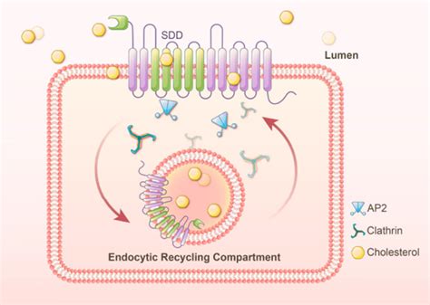 Npc1l1 Plays A Novel Role In Nonalcoholic Fatty Liver Disease Pmc
