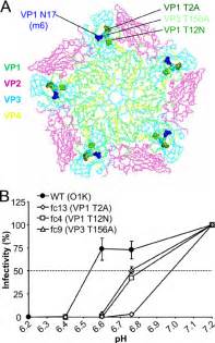 Characterization Of Type O Fmdv Mutants Isolated In The Presence Of