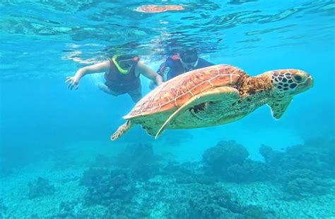 세부 모알보알 거북이 호핑 투어 And 캐녀닝 풀코스 By 로컬페이지