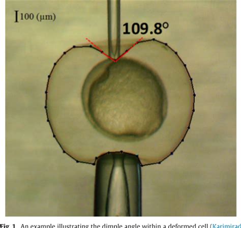 Figure 1 From Vision Based Force Measurement Using Neural Networks For Biological Cell