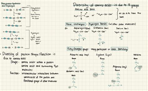 Exam 1 Study Guide Bio 161 BS 161 Studocu