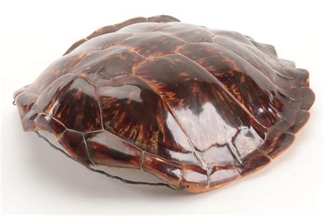 Hawksbill Sea Turtle Shell Early 20th Century Ebth
