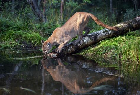 Backpackers Spot Cougar In Olympic National Park Video
