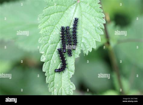 Peacock Butterfly Aglais Io Caterpillars Stinging Nettle Close Up Of Four Caterpillars Of A