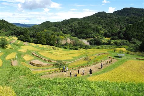 大山千枚田 by ARAKI REI ID11955121 写真共有サイト PHOTOHITO