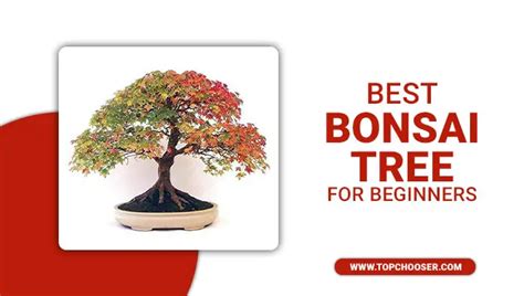 Best Bonsai Tree For Beginners Secrete 7 Tips