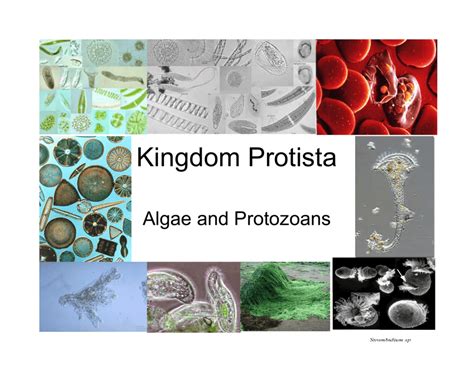 Protista Kingdom Characteristics Protista Examples