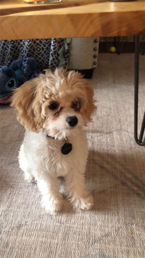 186 Best Cavapoo Images On Pholder Cava Poo Aww And Seattle