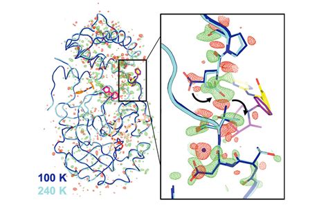 Protease Enzyme Structure