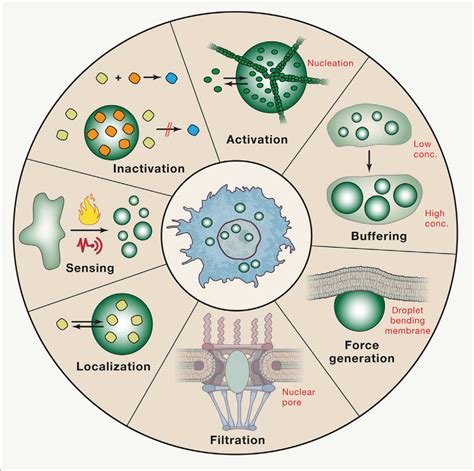 Its Not Just A Phase Separation Bioscope