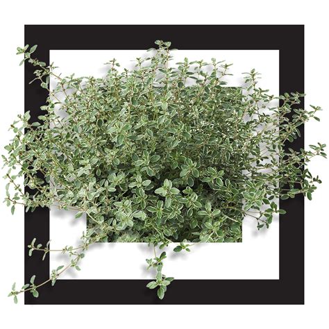 Thymus Archives Hishtil Catalogue