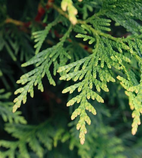 Thuja Standishii X Plicata Green Giant ~ Green Giant Arborvitae