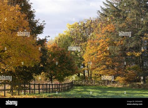 Colourful Autumn Foliage Around A Paddock Edged With Various Trees
