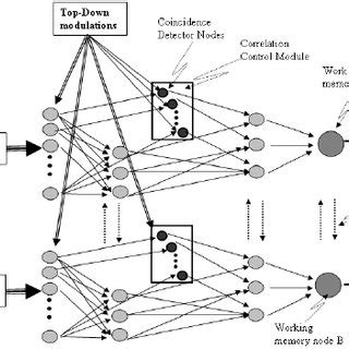 A Coincidence Detector Model Of Selective Attention Download Scientific Diagram