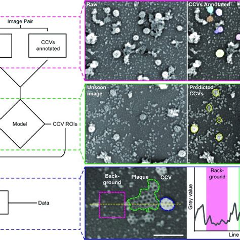 High Throughput Deep Learning Analysis Of Ccv Pseudo 3d Morphology A Download Scientific