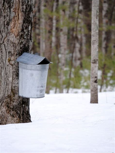 How To Tap A Maple Tree The Rustic Elk