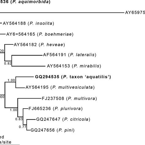 Bayesian Inference Tree Derived From Partial Sequences Of B Tubulin Download Scientific Diagram
