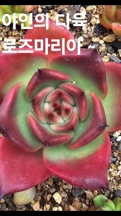 이계절 색감 엄지척 👍 ~ 이찬원 파종이 실생 다육 다유기 다육이 다육식물 반려식물 다육판매 다육이판매