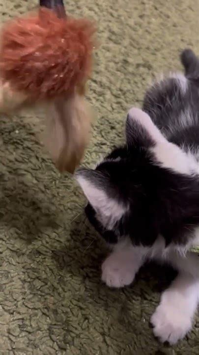 Маленьке чудо Youtube