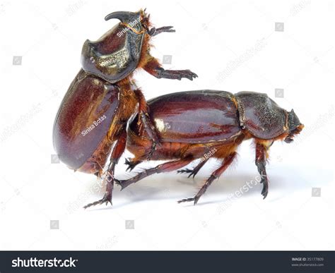 Foto Stock De Sex World Bugs Insect Isolated On Editar Agora 35177809